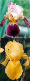 Iris
